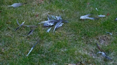 Ripped Feathers Stock Videos – Royalty-Free HD & 4K Videos