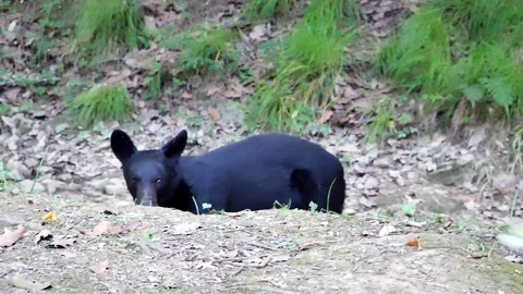 Black Ambush P Stock Videos – Royalty-Free HD & 4K Videos | Pond5