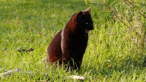 Wild Black Cat with Ticks on Green Grass... | Stock Video | Pond5