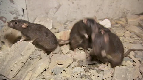 Wild Black Rats Between The Rubble Of Th... | Stock Video | Pond5
