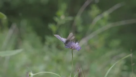 Wildfor A Bit Stock Videos – Royalty-Free HD & 4K Videos