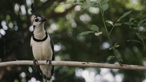 Wild blue jay bird in jungle forest back... | Stock Video | Pond5