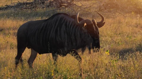 Wild blue wildebeest walking in the gras... | Stock Video | Pond5