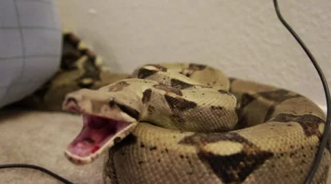 Wild Boa Snake Hiss and Strike HD | Stock Video | Pond5