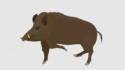 Wild boar. Animation of a wild pig. Cart... | Stock Video | Pond5