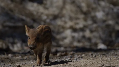 Wild Boar Run Stock Footage ~ Royalty Free Stock Videos | Pond5