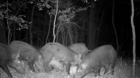 Hzog Stock Footage ~ Royalty Free Stock Videos | Pond5