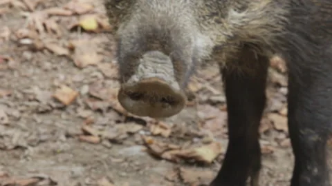Wild boar digs snout acorns in woods | Stock Video | Pond5