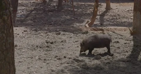 Wild boar eating in the forest. with veg... | Stock Video | Pond5