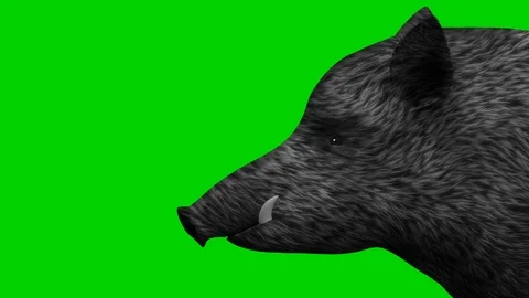 Wild boar on a green screen background a... | Stock Video | Pond5