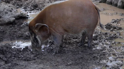 Wild boar hog drinking water in mud. Sid... | Stock Video | Pond5