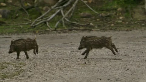 wild boar piglets chasing each other run... | Stock Video | Pond5