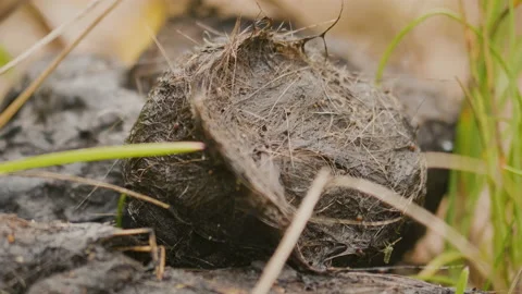 A wild boar poop excrement with a hair w... | Stock Video | Pond5