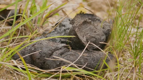 A wild boar poop excrement with a hair w... | Stock Video | Pond5