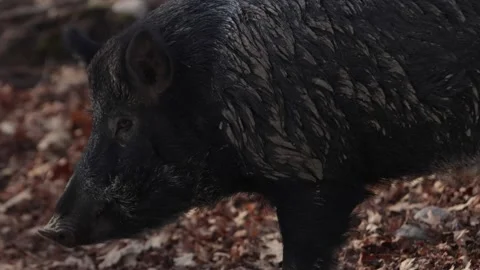 wild boar side profile chewing slomo aut... | Stock Video | Pond5