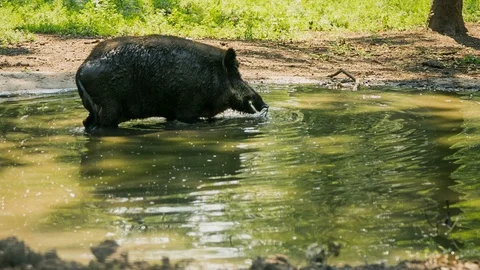 Hog Stock Footage ~ Royalty Free Stock Videos | Pond5