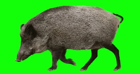 Wild boar is walking. Animation is cycli... | Stock Video | Pond5