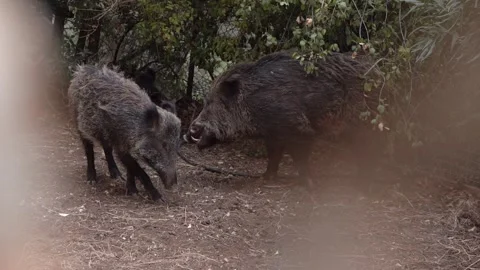 Pig Mating Stock Videos – Royalty-Free HD & 4K Videos