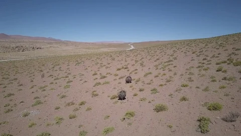 Wild Bolivian Rhea walking in desert | Stock Video | Pond5