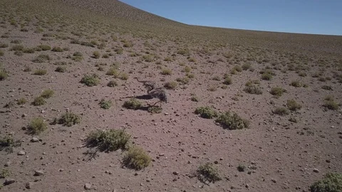 Wild Bolivian Rhea walking in desert | Stock Video | Pond5