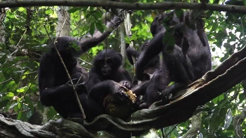 Sharing Wild Stock Videos – Royalty-Free HD & 4K Videos | Pond5