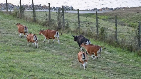 Wild bull chasing female cows, running i... | Stock Video | Pond5