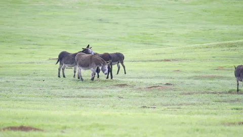 Wild Burro herd grazing at the grassland... | Stock Video | Pond5
