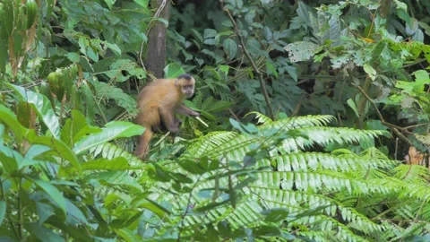 Wild capuchin monkey eating fruit in the... | Stock Video | Pond5