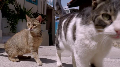 wild cats in Crete, Greece. 4K | Stock Video | Pond5