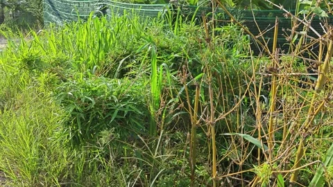 wild chusquea bamboo tree | Stock Video | Pond5