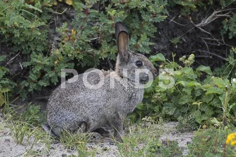 Photograph: Wild common rabbit Oryctolagus cuniculus Texel West Frisian ...