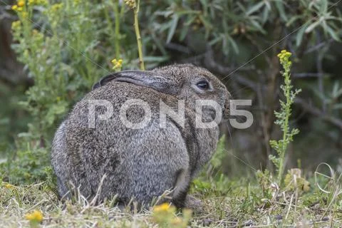 Photograph: Wild common rabbit Oryctolagus cuniculus Texel West Frisian ...