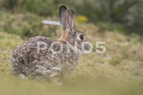 Wild common rabbit Oryctolagus cuniculus Texel West Frisian Islands ...