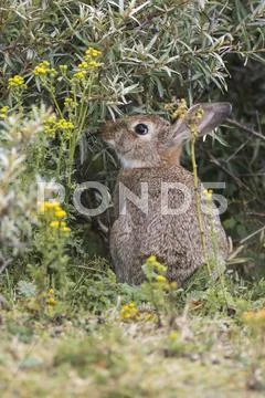 Photograph: Wild common rabbit Oryctolagus cuniculus Texel West Frisian ...