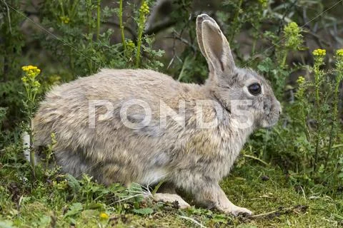 Wild common rabbit Oryctolagus cuniculus Texel West Frisian Islands ...