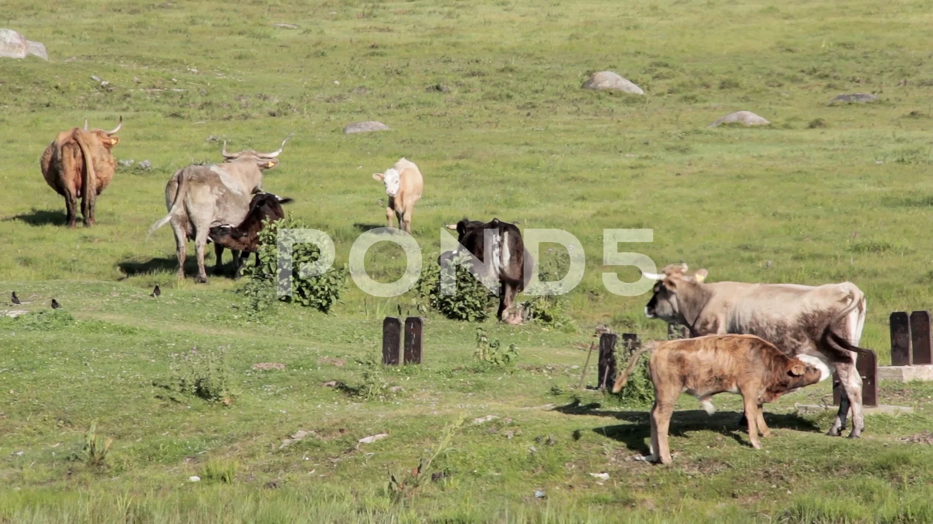 Amsterdam Island Cattle