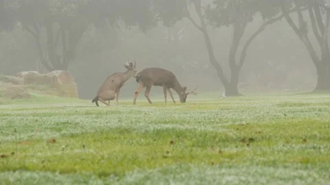 Pooping Animals Stock Videos – Royalty-Free HD & 4K Videos