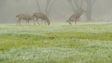 Animals Peeing Stock Videos – Royalty-Free HD & 4K Videos | Pond5