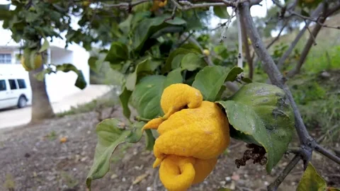 Wild deformed lemon fruit hanging on a t... | Stock Video | Pond5