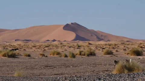 Wild donkeys walking in the Moroccan Sah... | Stock Video | Pond5