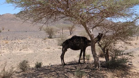 Wild dromedary camel eating from a tree | Stock Video | Pond5