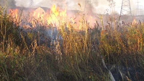 Wild dry grass burning caused by drought... | Stock Video | Pond5