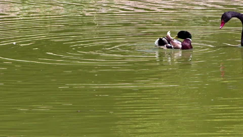 Duck Duck Royal Stock Video Footage | Royalty Free Duck Duck Royal ...