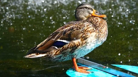 Falling Duck Stock Footage ~ Royalty Free Stock Videos | Pond5