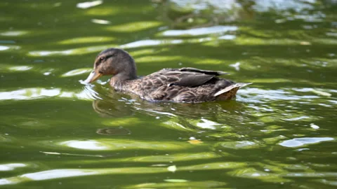 Quack Stock Videos – Royalty-Free HD & 4K Videos