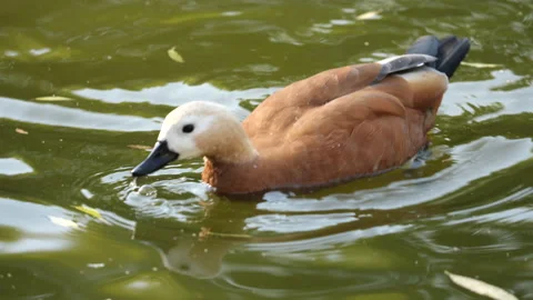 Quack Stock Videos – Royalty-Free HD & 4K Videos