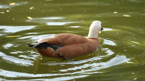 Quack Stock Video Footage | Royalty Free Quack Videos | Pond5