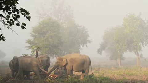 Herding Behavior Stock Videos – Royalty-Free HD & 4K Videos | Pond5