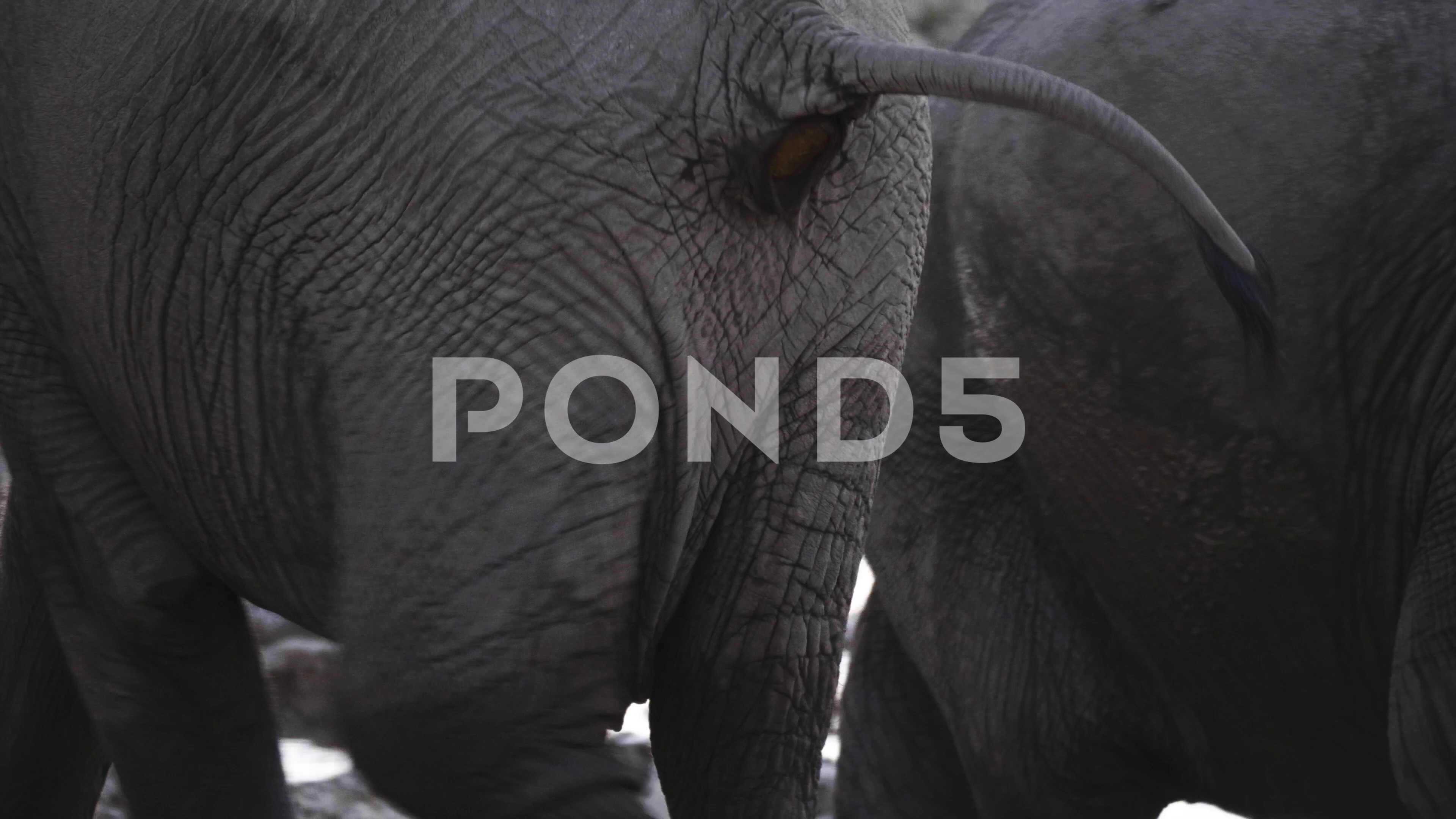 Elephant Pooping In A Bag