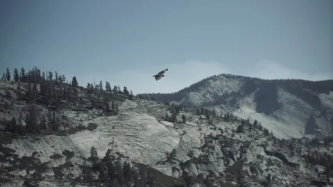 Bird Flying Camera Stock Videos – Royalty-Free HD & 4K Videos